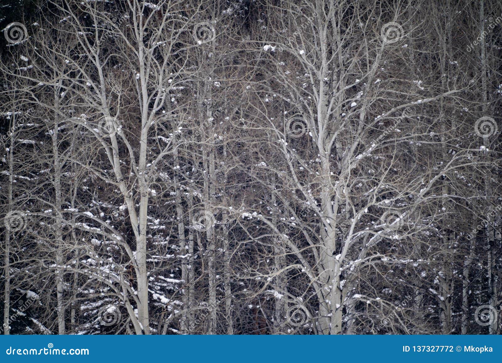 Peaceful Winter Scene of Bare Birch Trees in the Snow Stock Photo ...