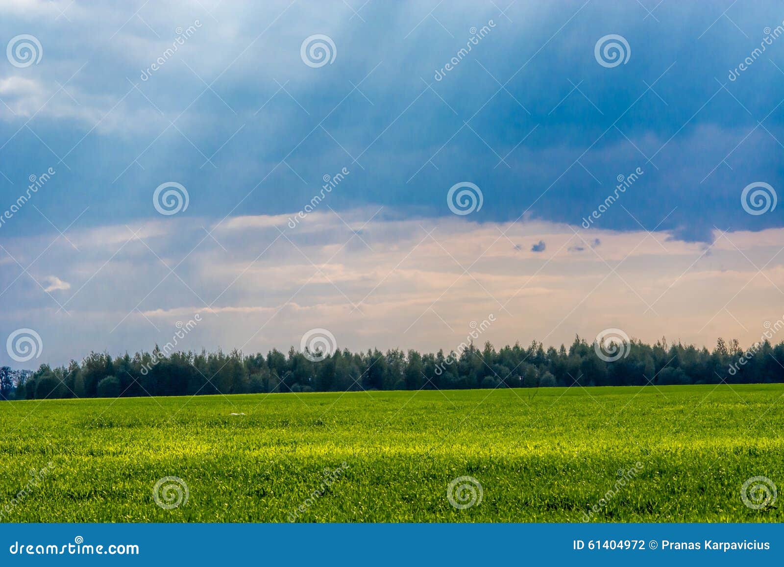 Peacefull field stock photo. Image of nature, white, small - 61404972