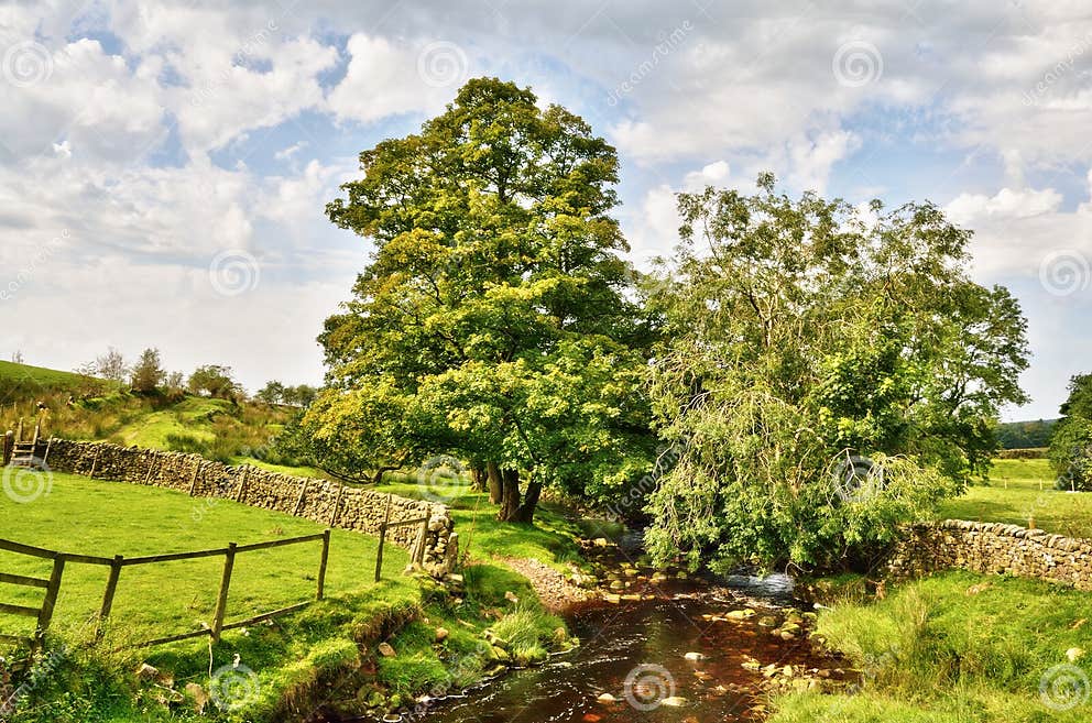Peacefully Flowing Stream with Overhanging Trees Stock Image - Image of ...