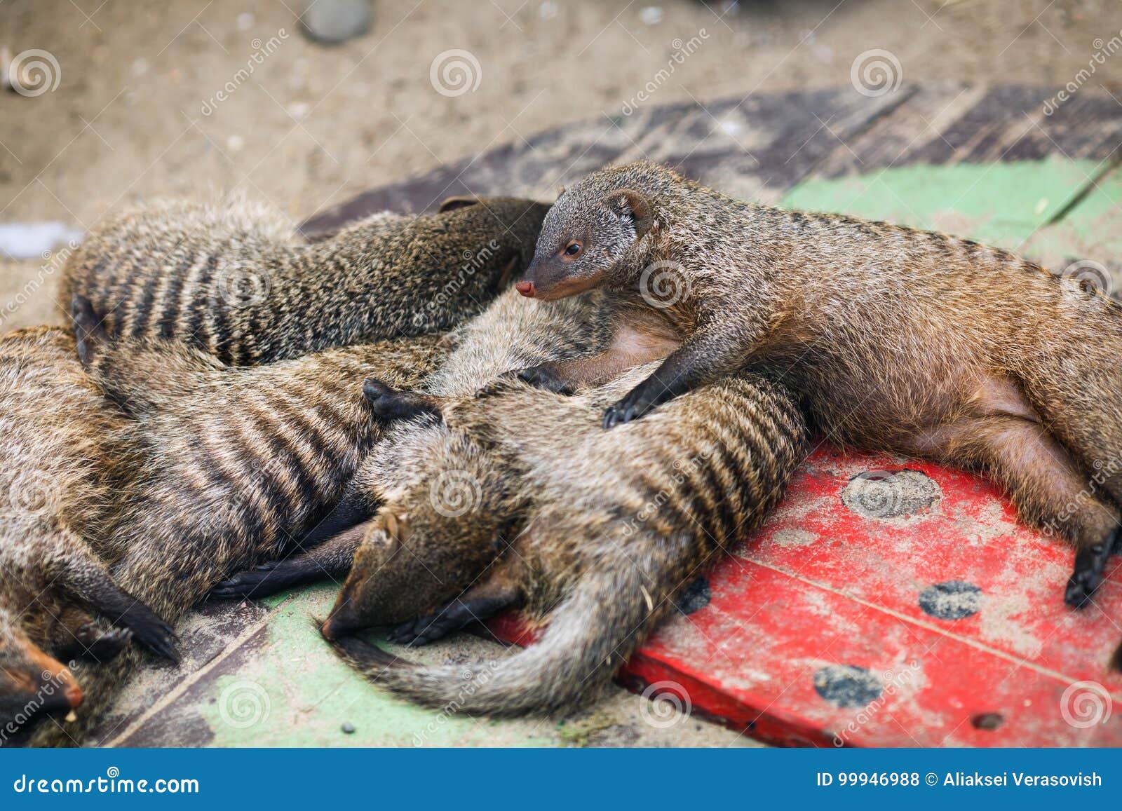 Peacefully Sleeping Mongooses Stock Photo - Image of mammal, herpestes ...