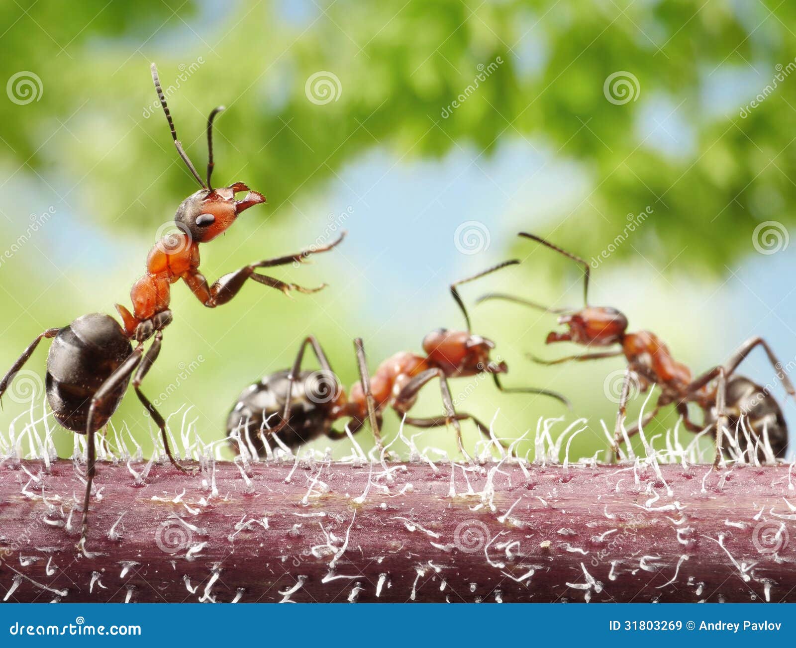Peacemaker, ant tales stock image. Image of rufa, dynamic - 31803269
