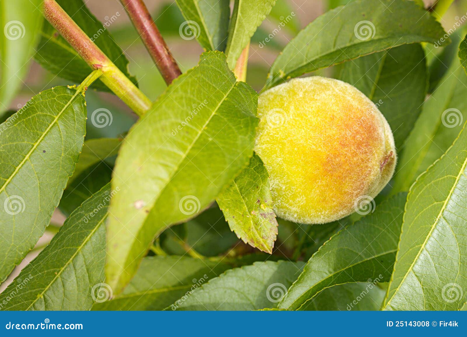 Peach stock photo. Image of colorful, leaf, fresh, harvest - 25143008