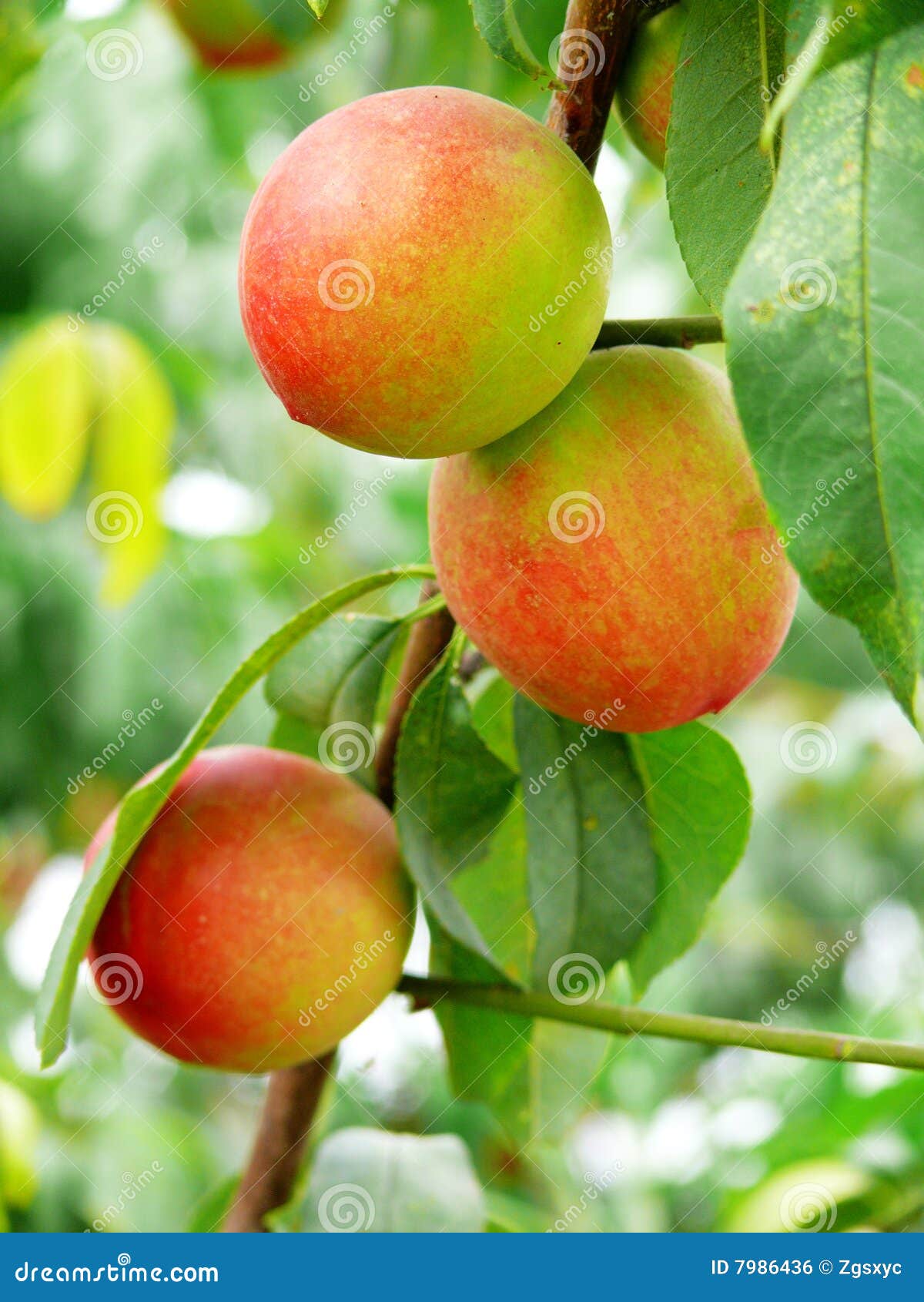 Peach stock photo. Image of peach, planting, honey, materials - 7986436