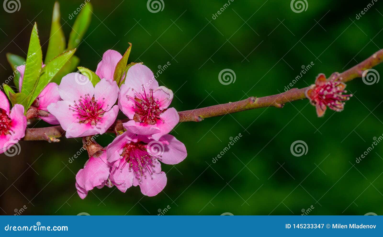 Peach Bloom on Green Background Stock Image - Image of pink, flower ...