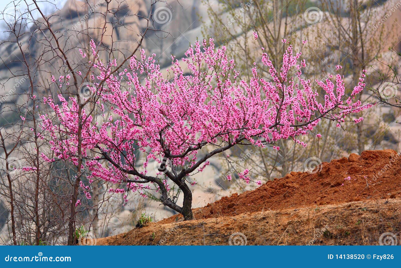 Peach blooming stock photo. Image of rock, landscapes - 14138520