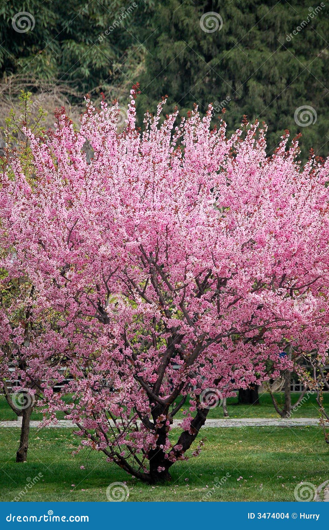 Peach blossom stock photo. Image of tree, bloom, spring - 3474004