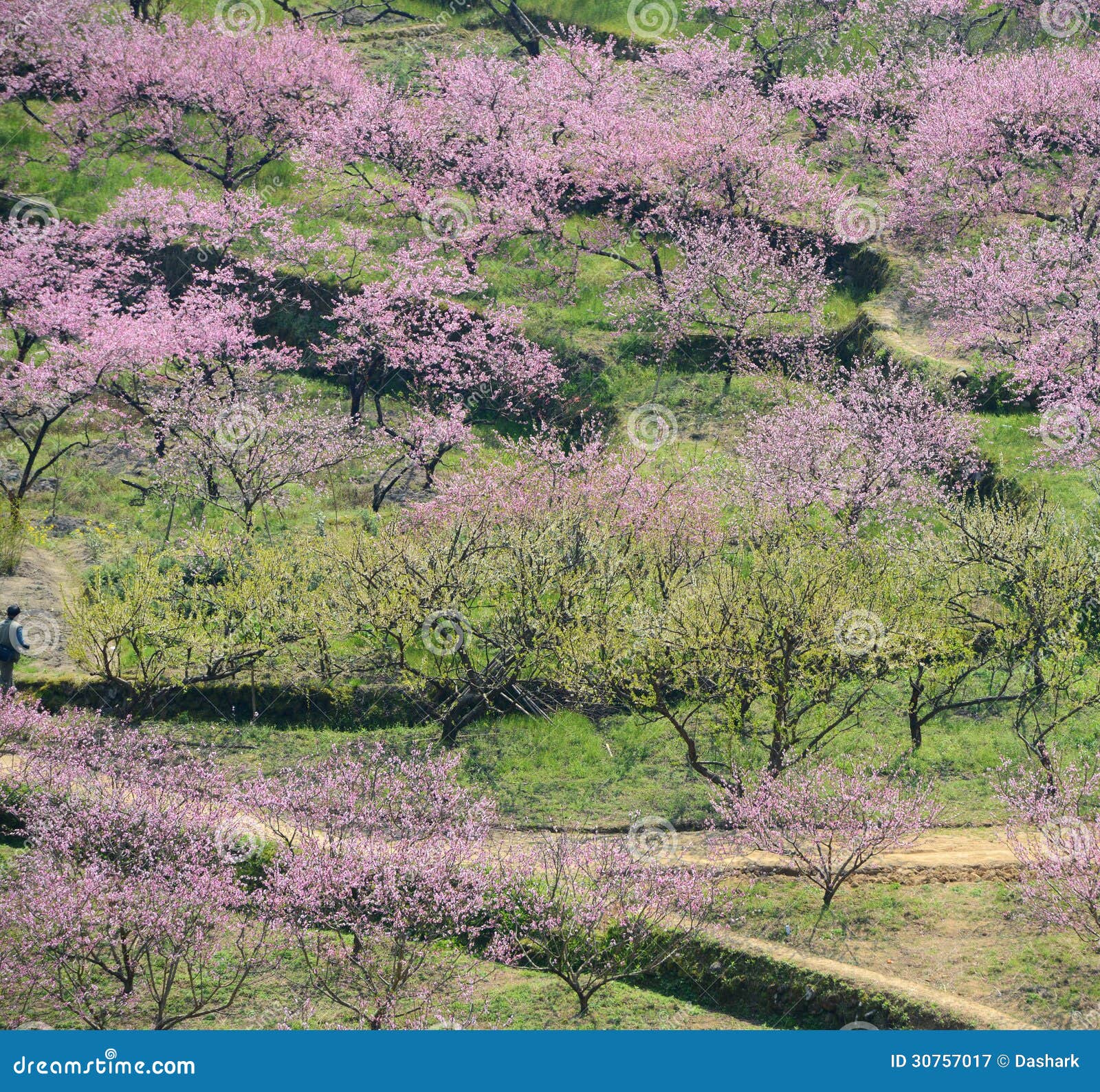 Peach blossom stock image. Image of fresh, japanese, beauty - 30757017