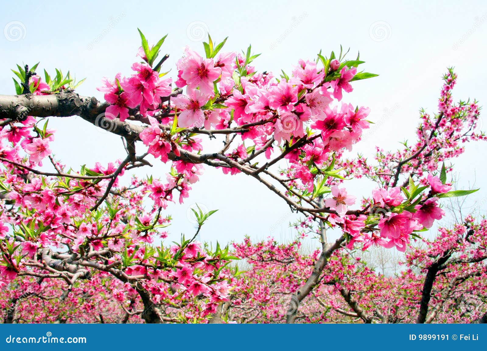 Peach blossom of blooming stock image. Image of pink, branch - 9899191