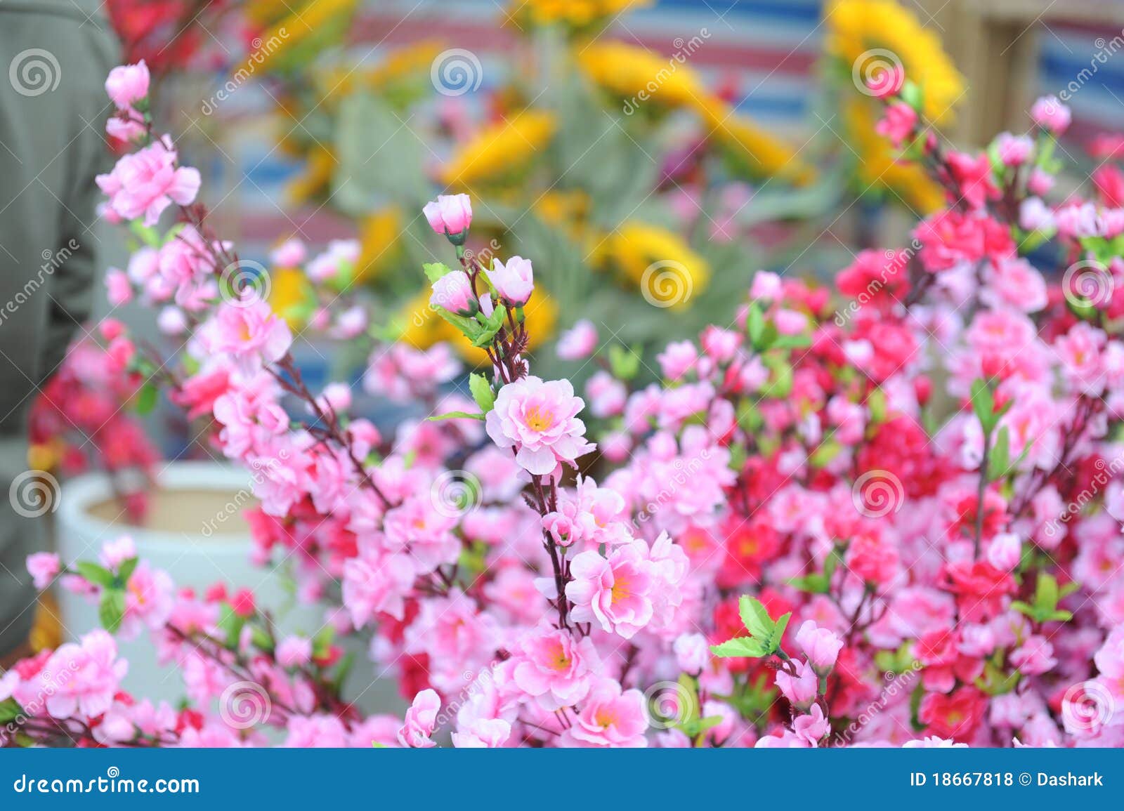Peach blossom flower stock photo. Image of color, beautiful - 18667818