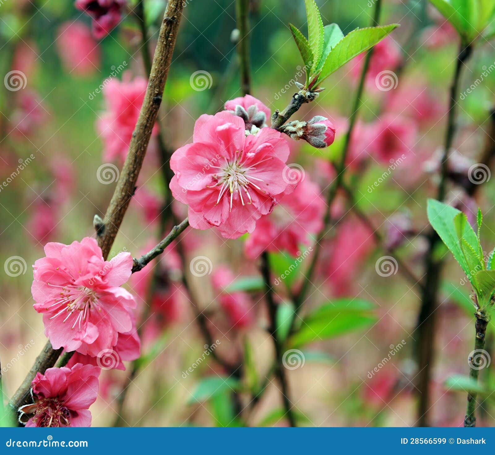 Peach blossom flower stock image. Image of nature, branch - 28566599