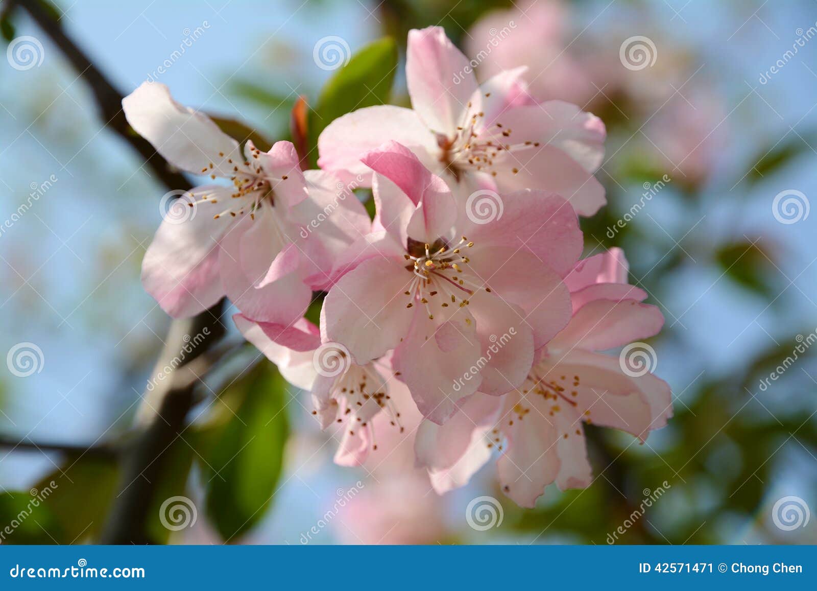 Peach blossom stock image. Image of peachblossom, warm - 42571471