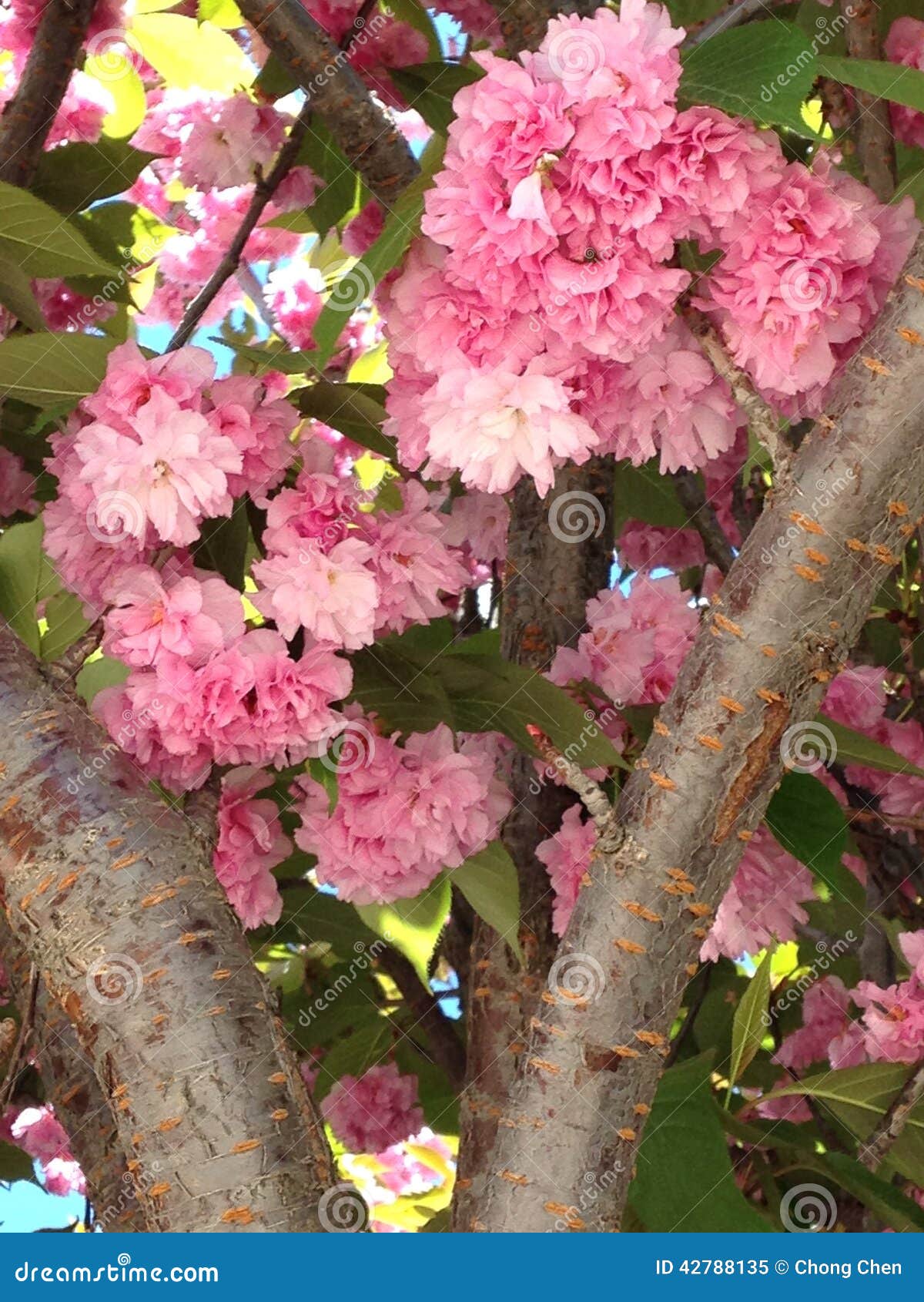 Peach blossom stock image. Image of vertical, hope, group - 42788135