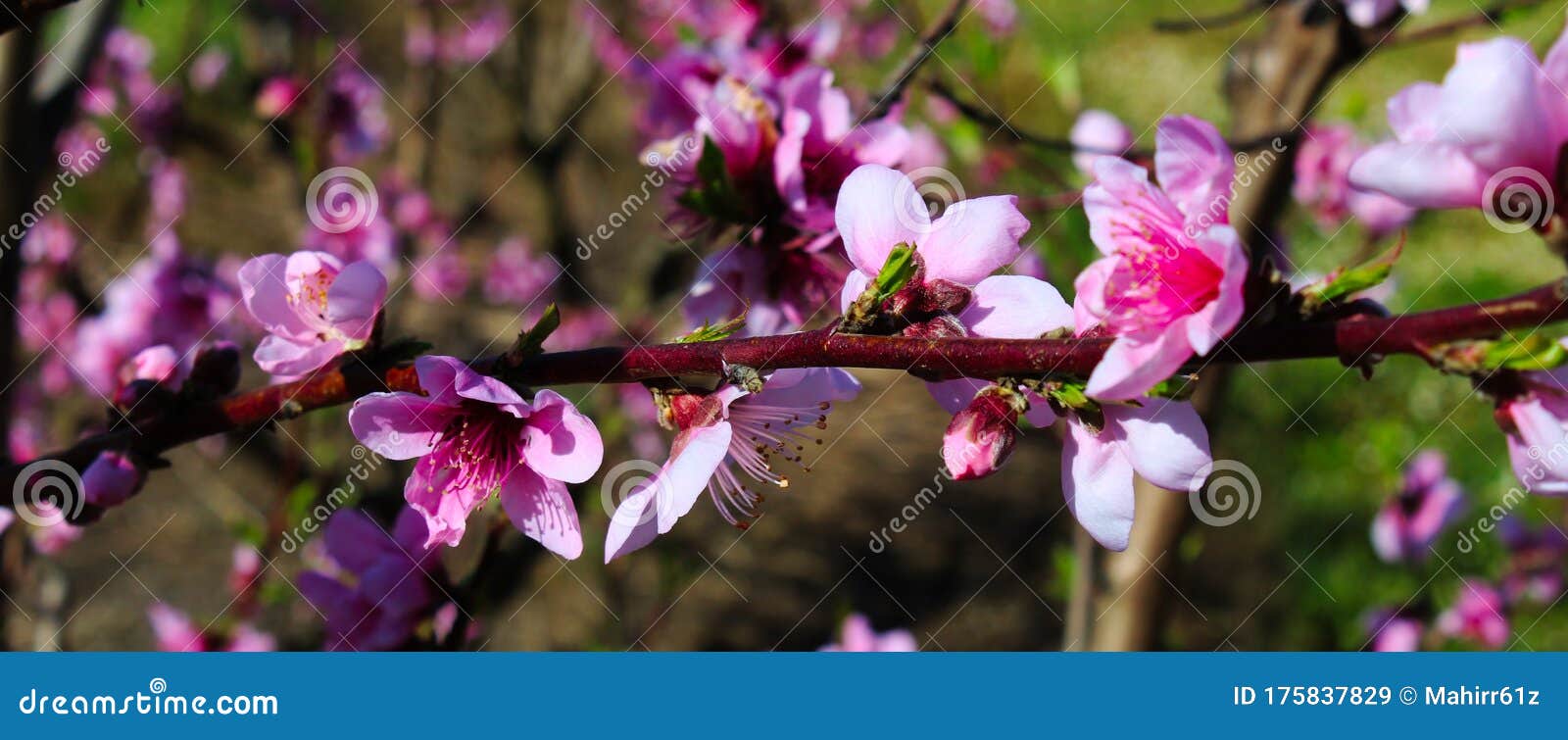 Peach Blossom, Peaches Bloom in Spring Stock Image - Image of season ...