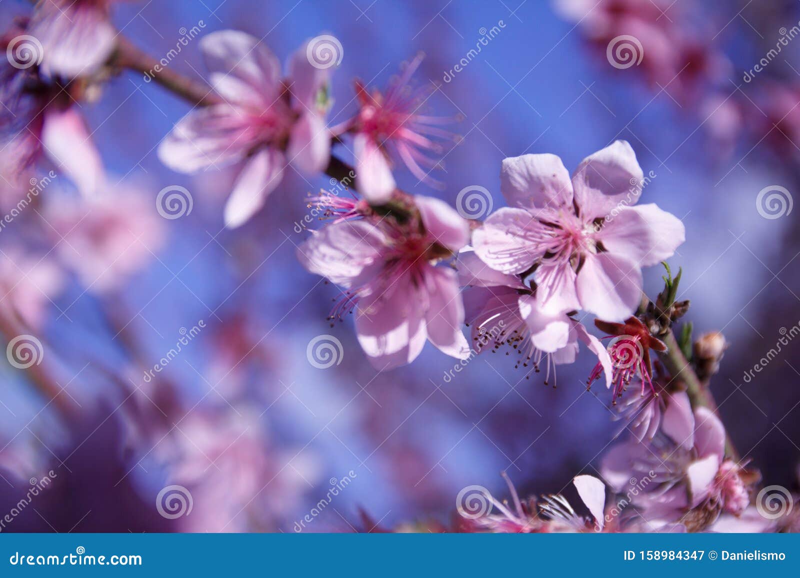 Peach Blossom in spring stock image. Image of bilogy - 158984347
