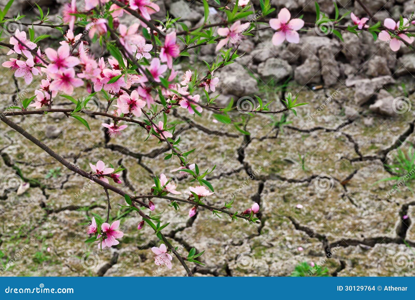 Peach Blossom in the Spring Field Stock Photo - Image of petal, spring ...