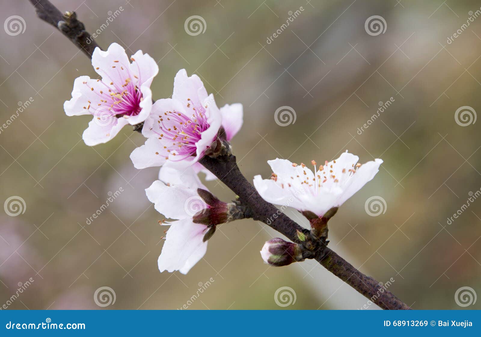 Peach blossom in spring stock image. Image of trunk, flower - 68913269