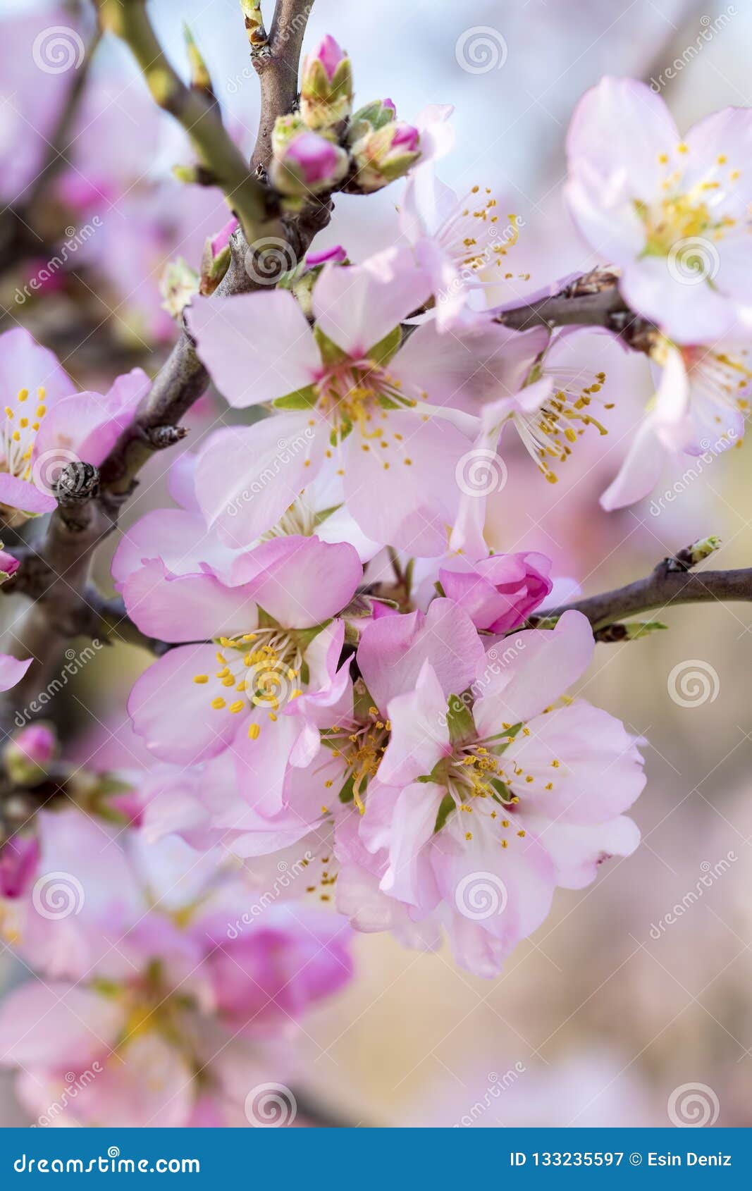 Peach Blossom, Spring Tree with Pink Flowers Stock Image - Image of ...