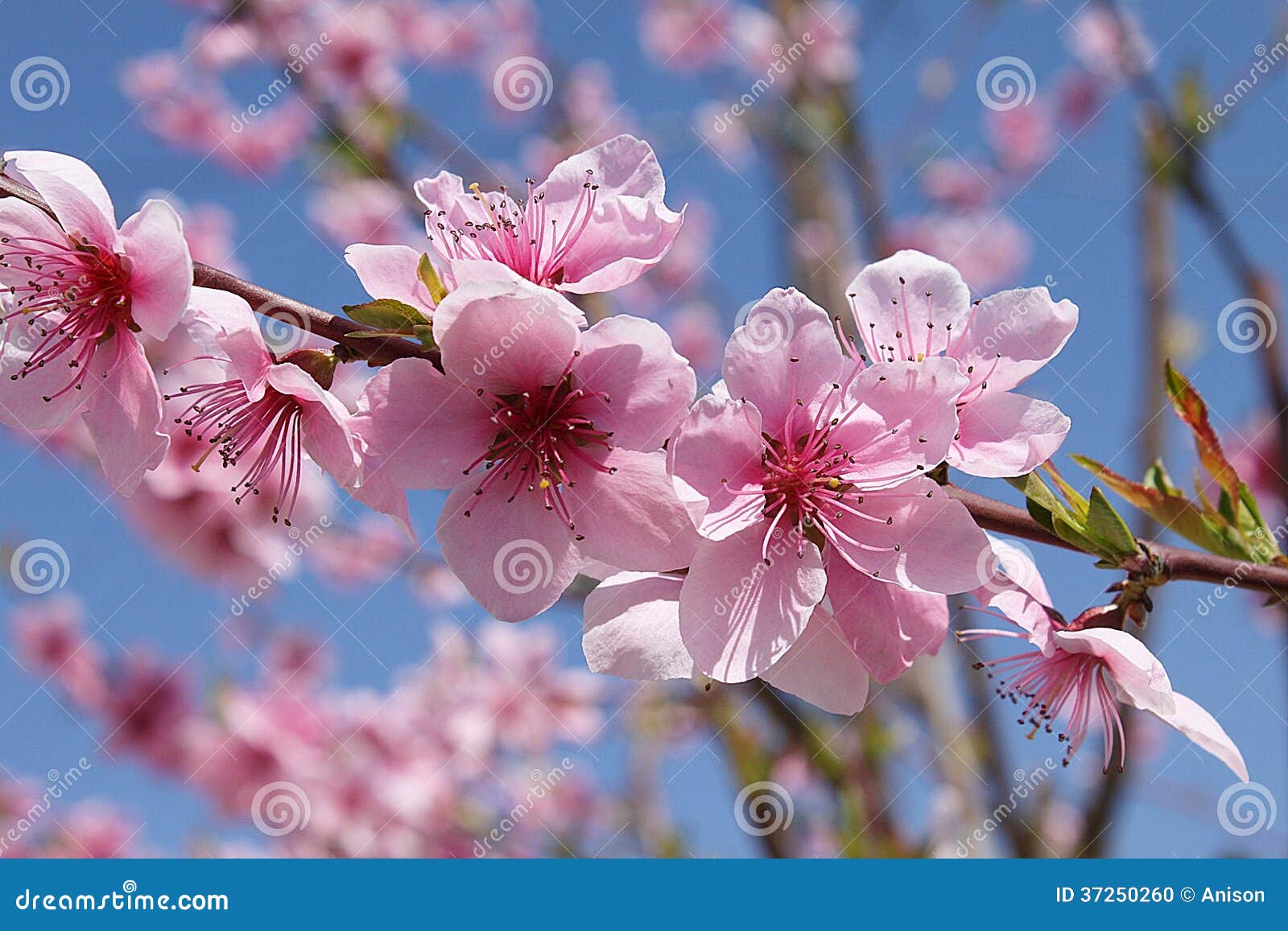 Peach blossom stock photo. Image of tree, petals, sunny - 37250260