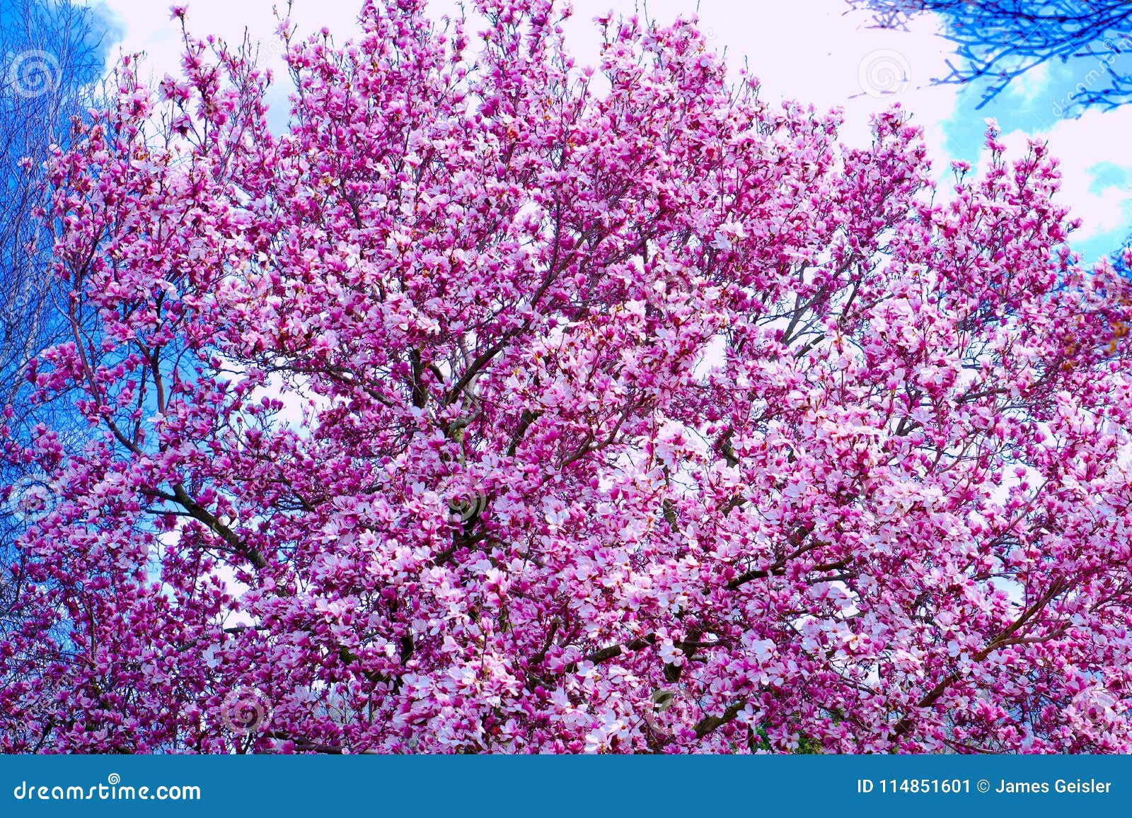 Peach Blossom in Delaware stock image. Image of season - 114851601