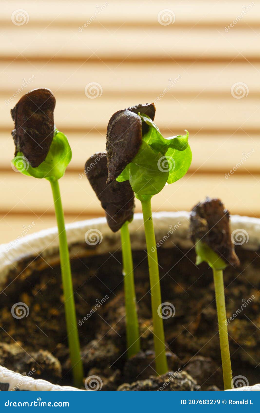 Peach Blossom Tree Sprout Close Up. . Stock Image - Image of branch ...