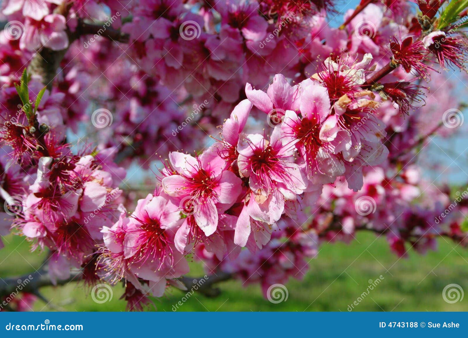 Peach blossoms stock photo. Image of peach, flora, farm - 4743188