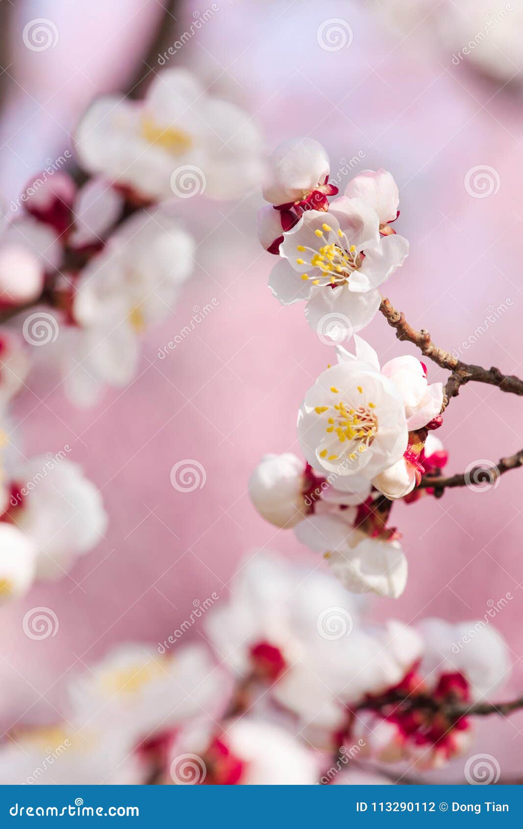 Everything grows in spring stock photo. Image of bronchitis - 113290112