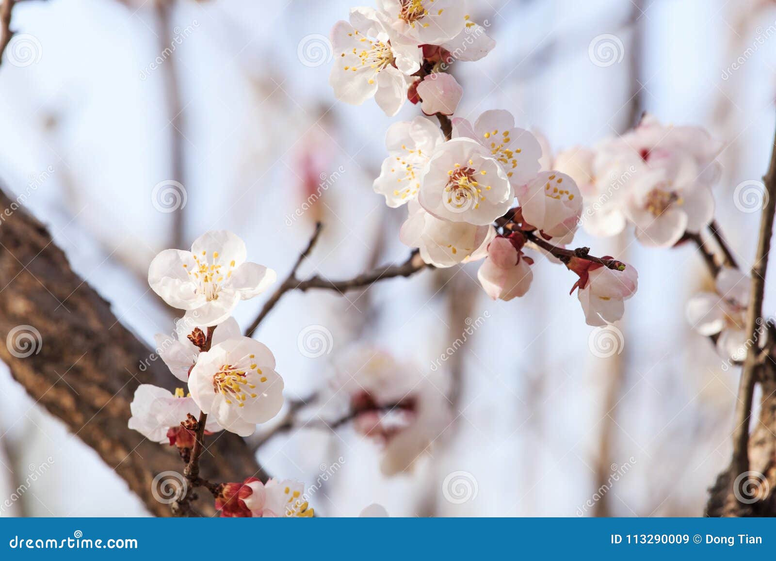 Everything grows in spring stock image. Image of bronchitis - 113290009