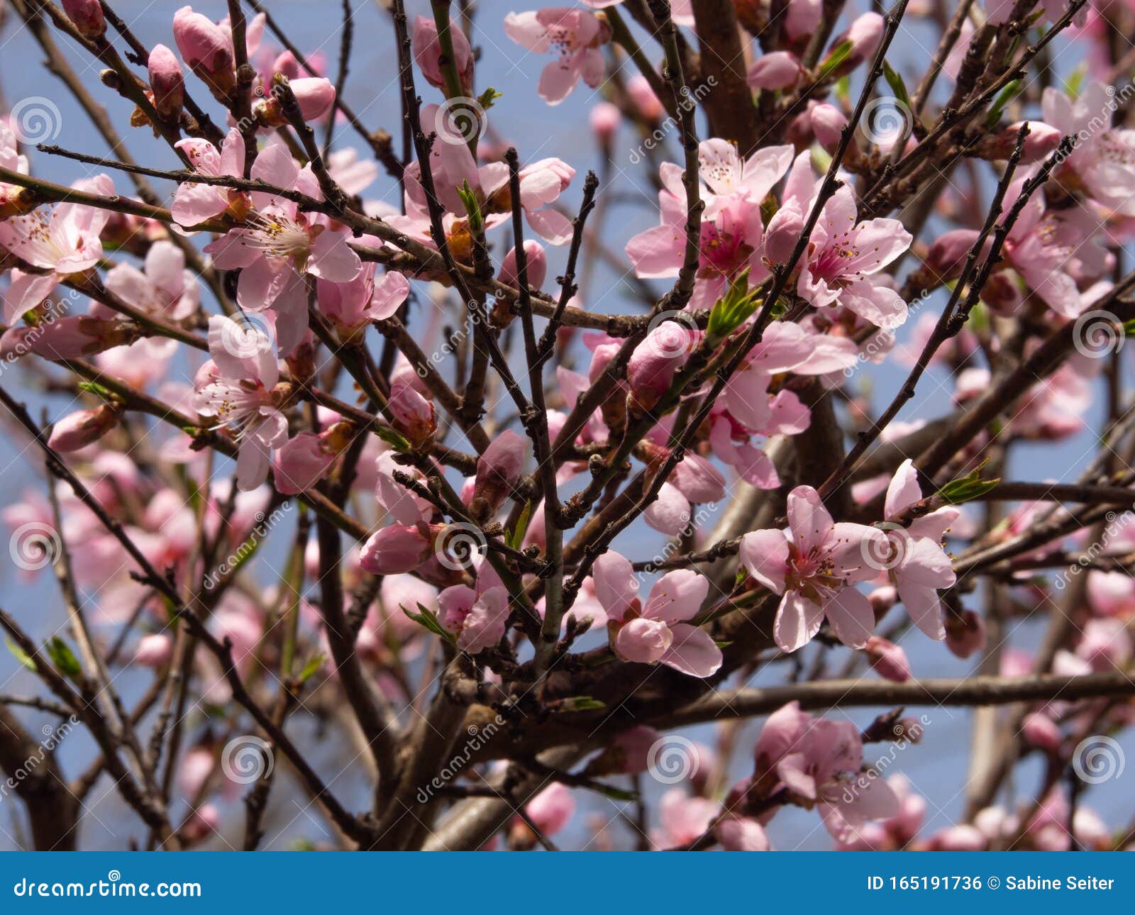 Peach Blossoms between Branches Stock Photo - Image of background ...