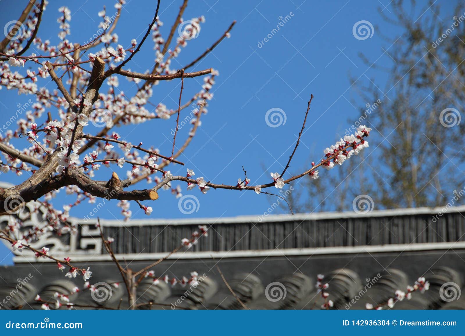 Peach blossoms on eaves stock photo. Image of nature - 142936304