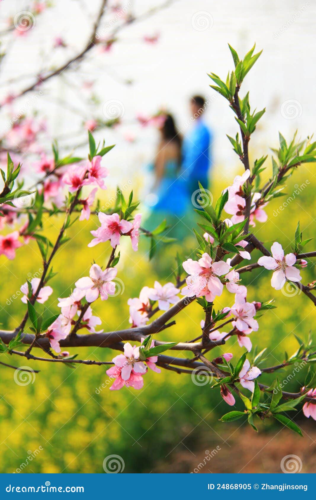 Peach Blossoms with Loving Couple Stock Image - Image of garden ...