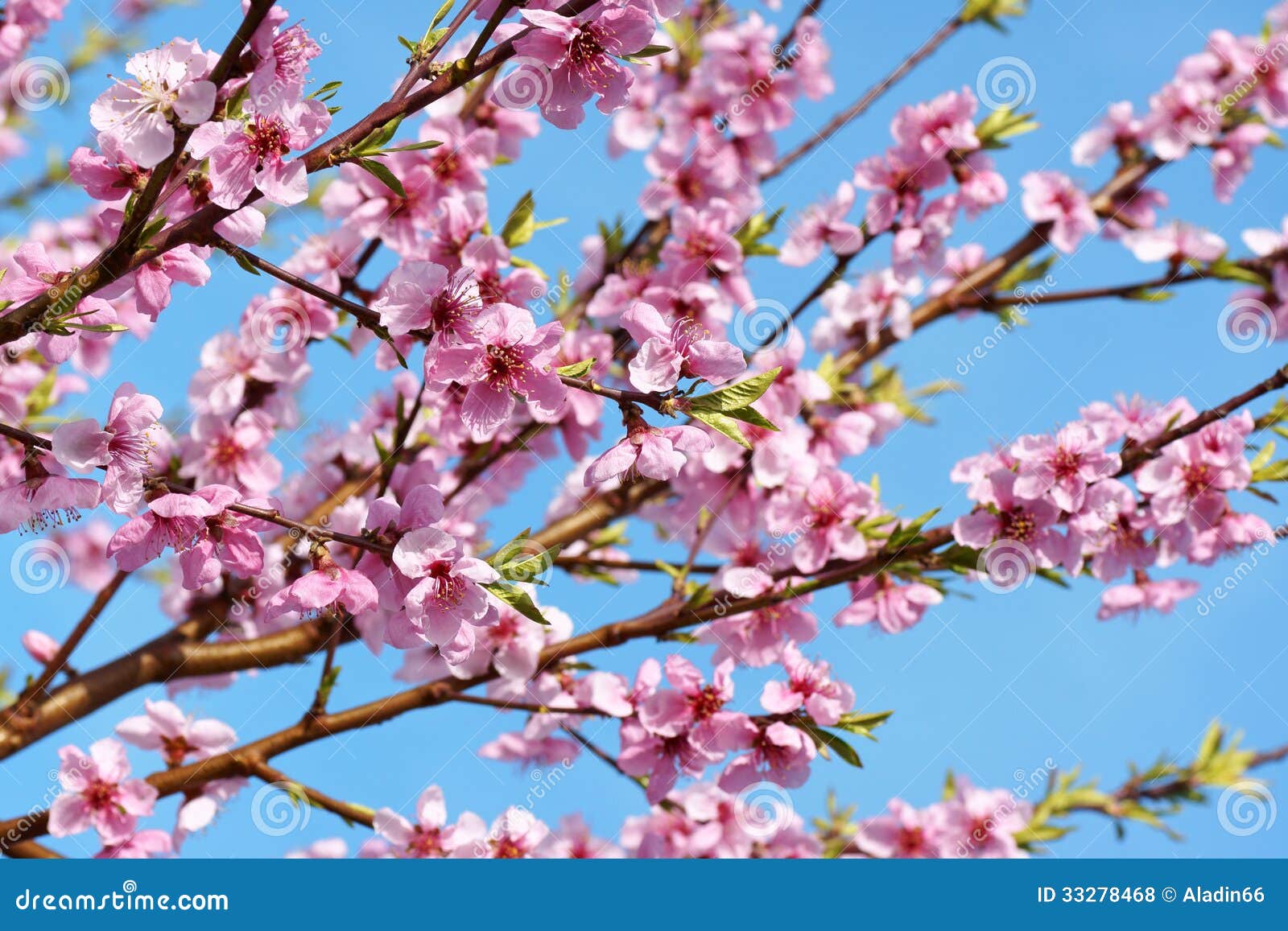 Peach blossoms stock photo. Image of prunus, branch, peach - 33278468