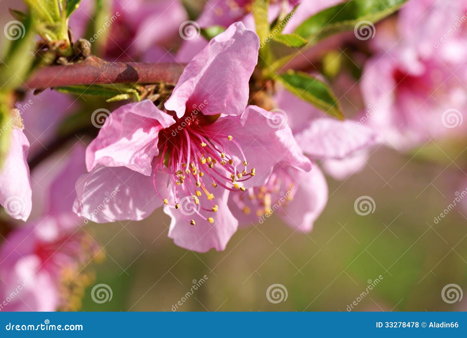 Peach blossoms stock photo. Image of peachtree, peach - 33278478