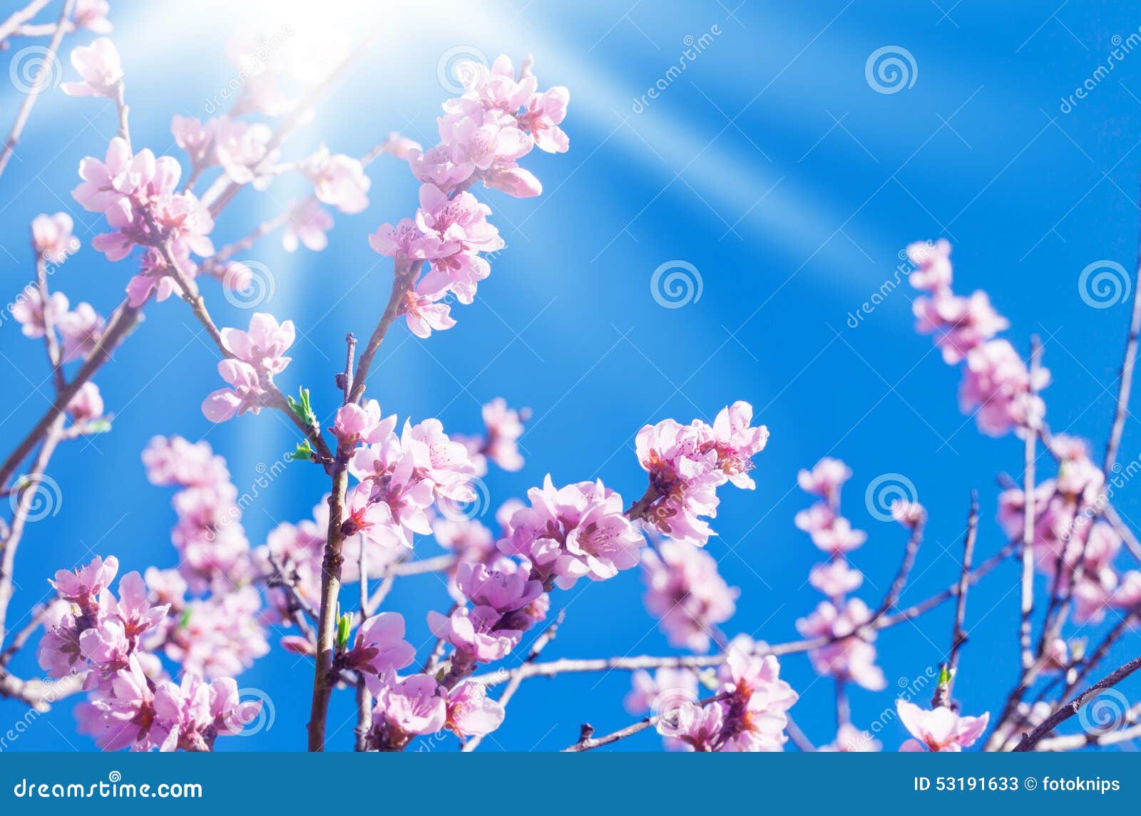 Peach blossoms, sunshine stock image. Image of blossoms - 53191633