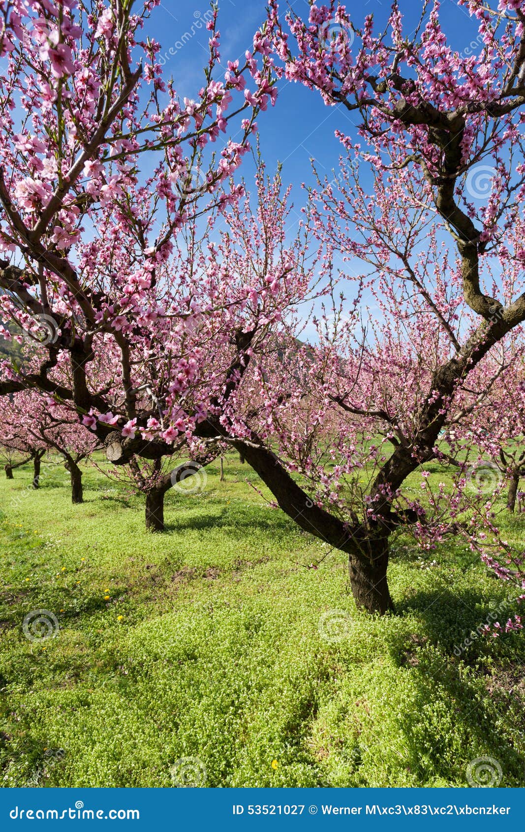 Peach blossoms stock image. Image of trees, blue, tree - 53521027