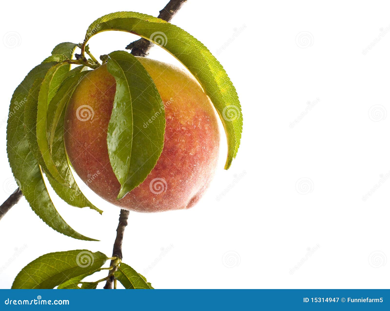 Peach on branch stock image. Image of leaves, branch - 15314947