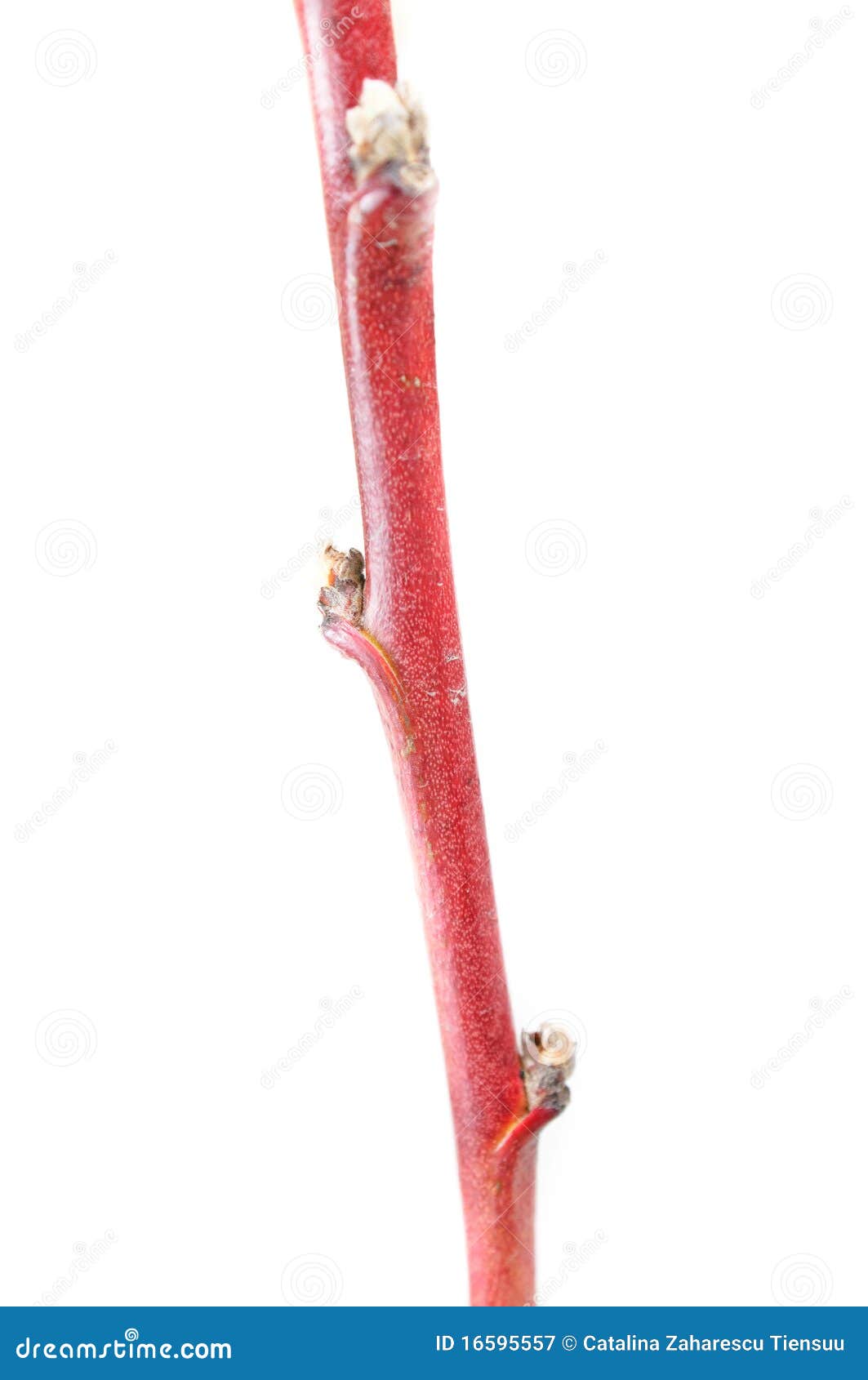 Peach branch stock image. Image of macro, young, spring - 16595557