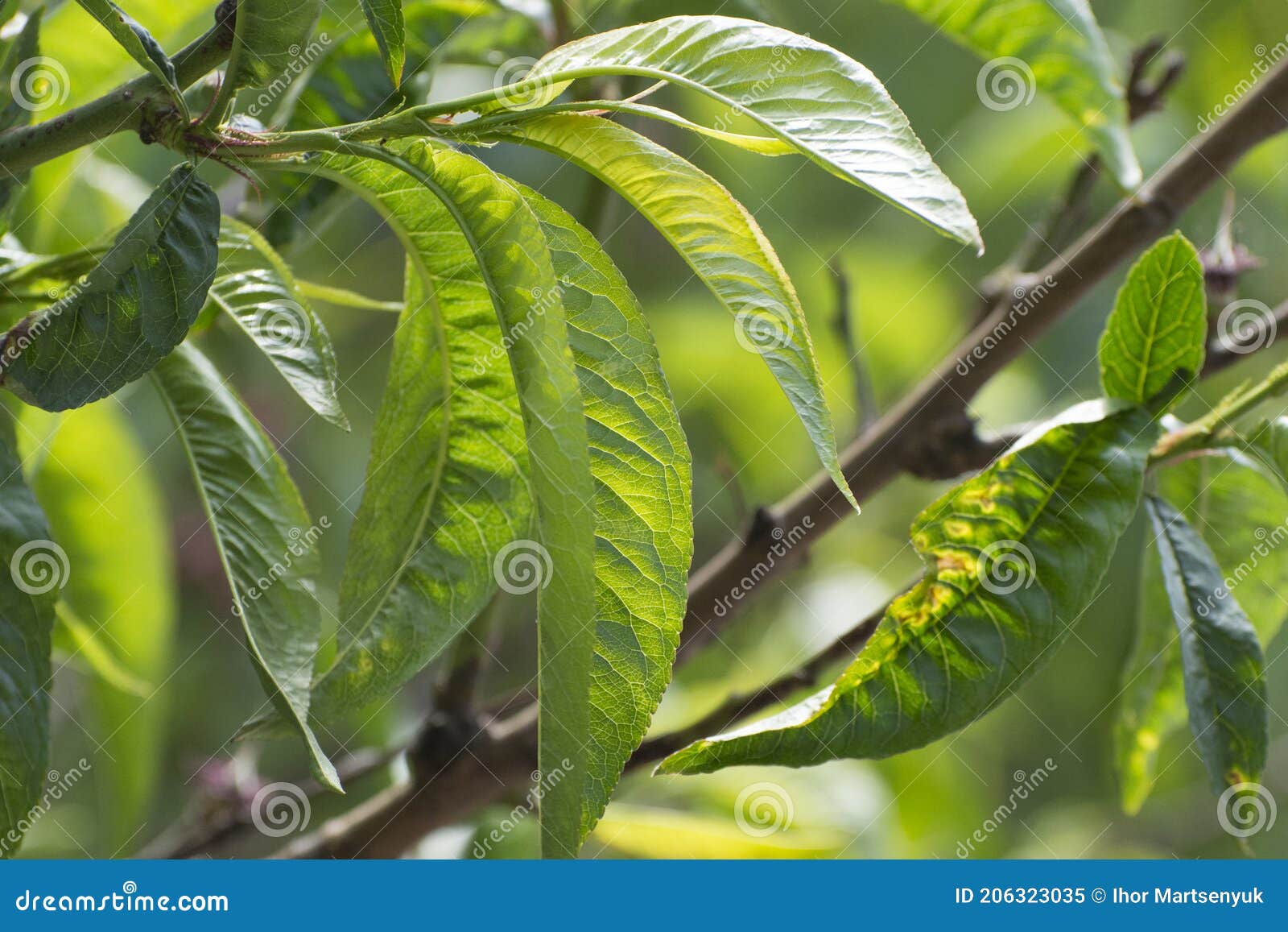 Peach Branch with Affected Leaves. Peach Viral Diseases Stock Image ...