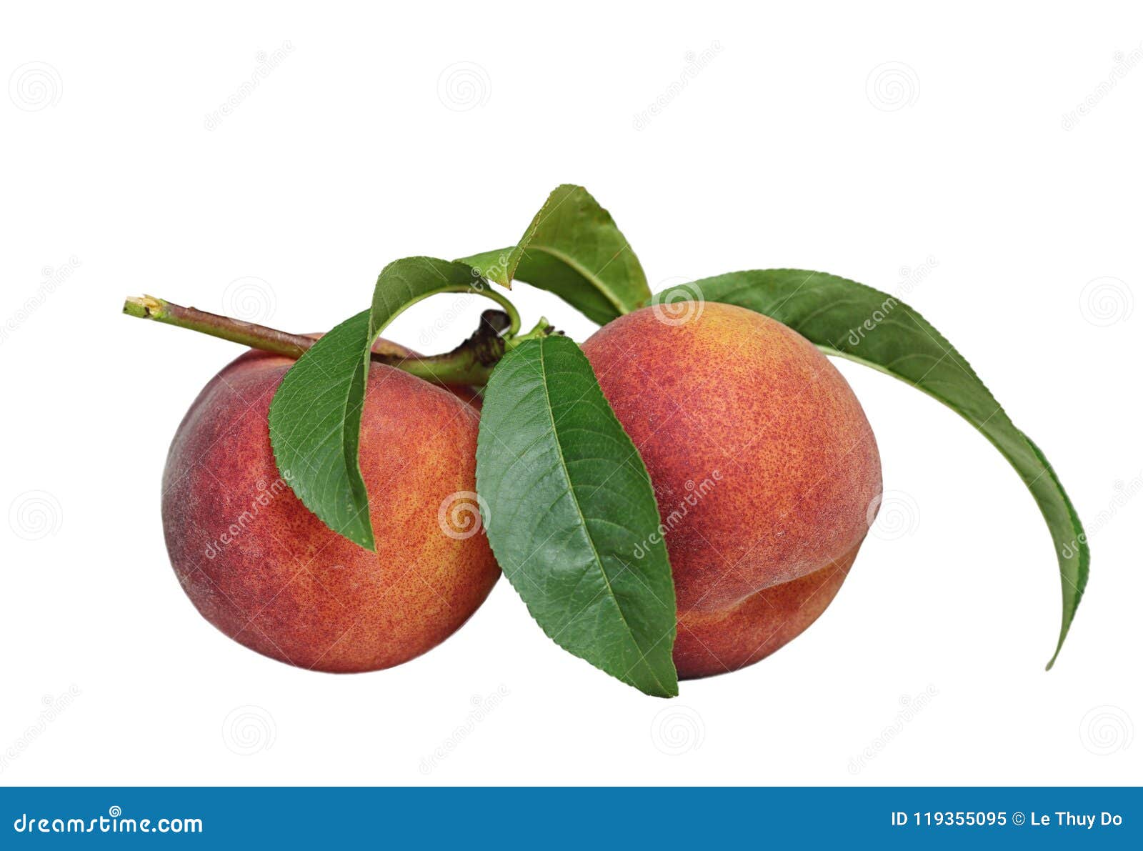 Peach Branch stock image. Image of white, juicy, fruits - 119355095