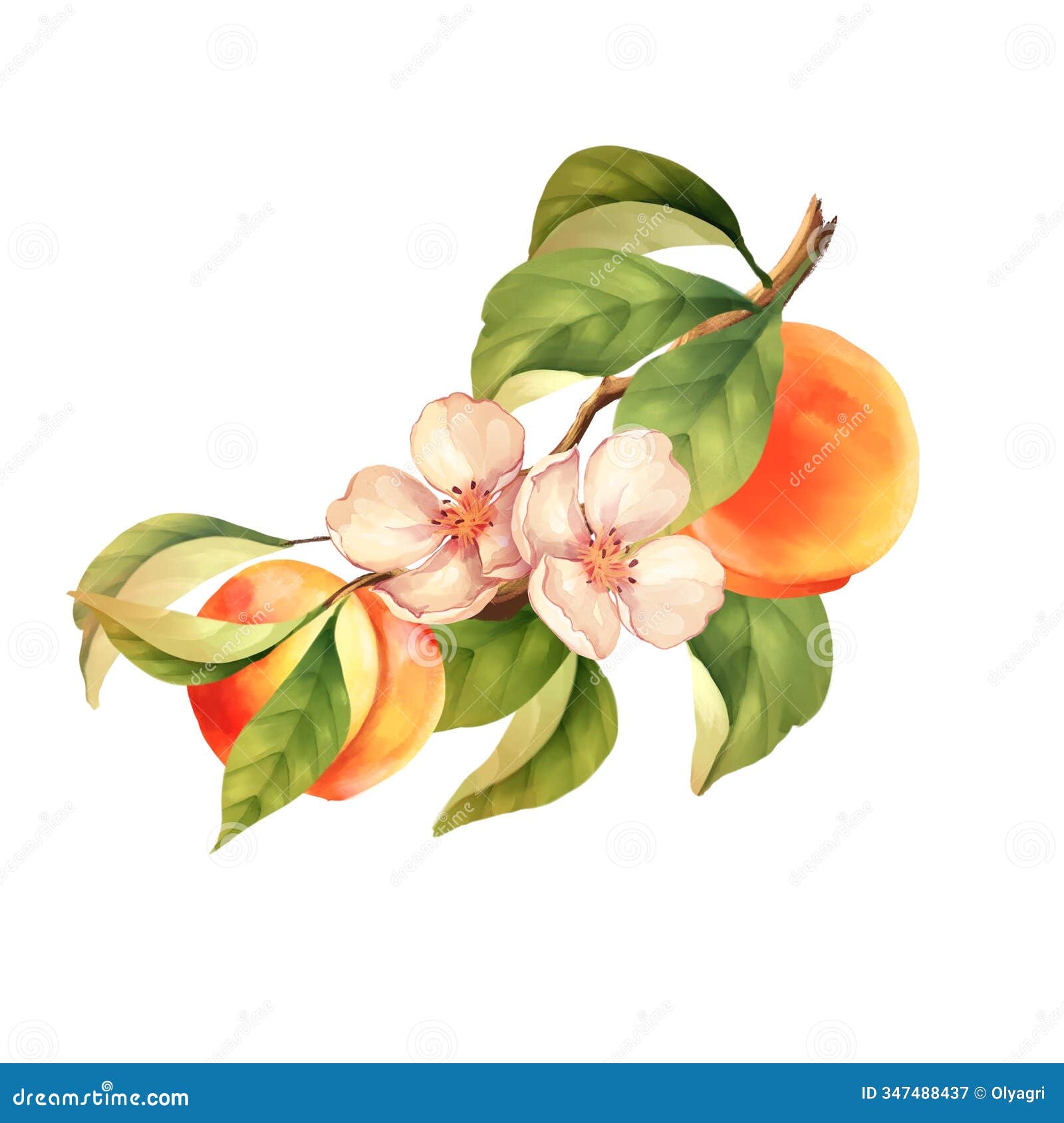 Peach Branch. Hand Drawn Fruit Illustration with Flowers Stock ...