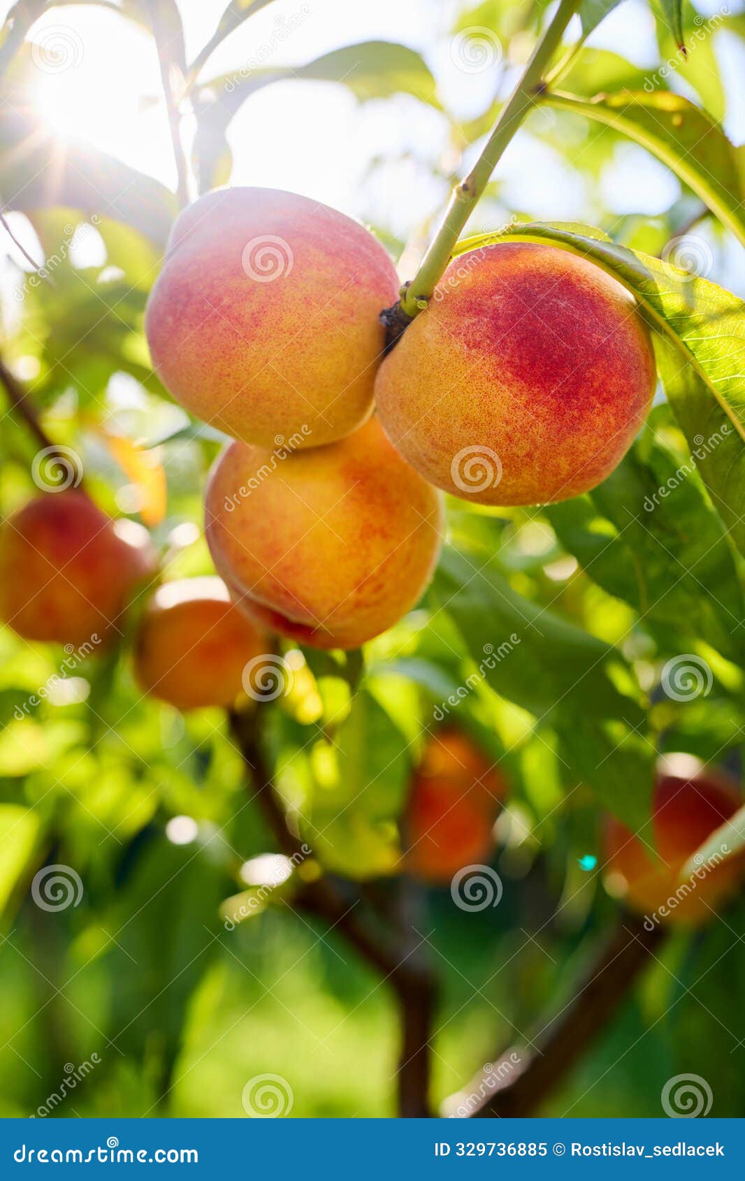 Peach Branch with Ripe Fruit in Sunlight Stock Image - Image of plant ...