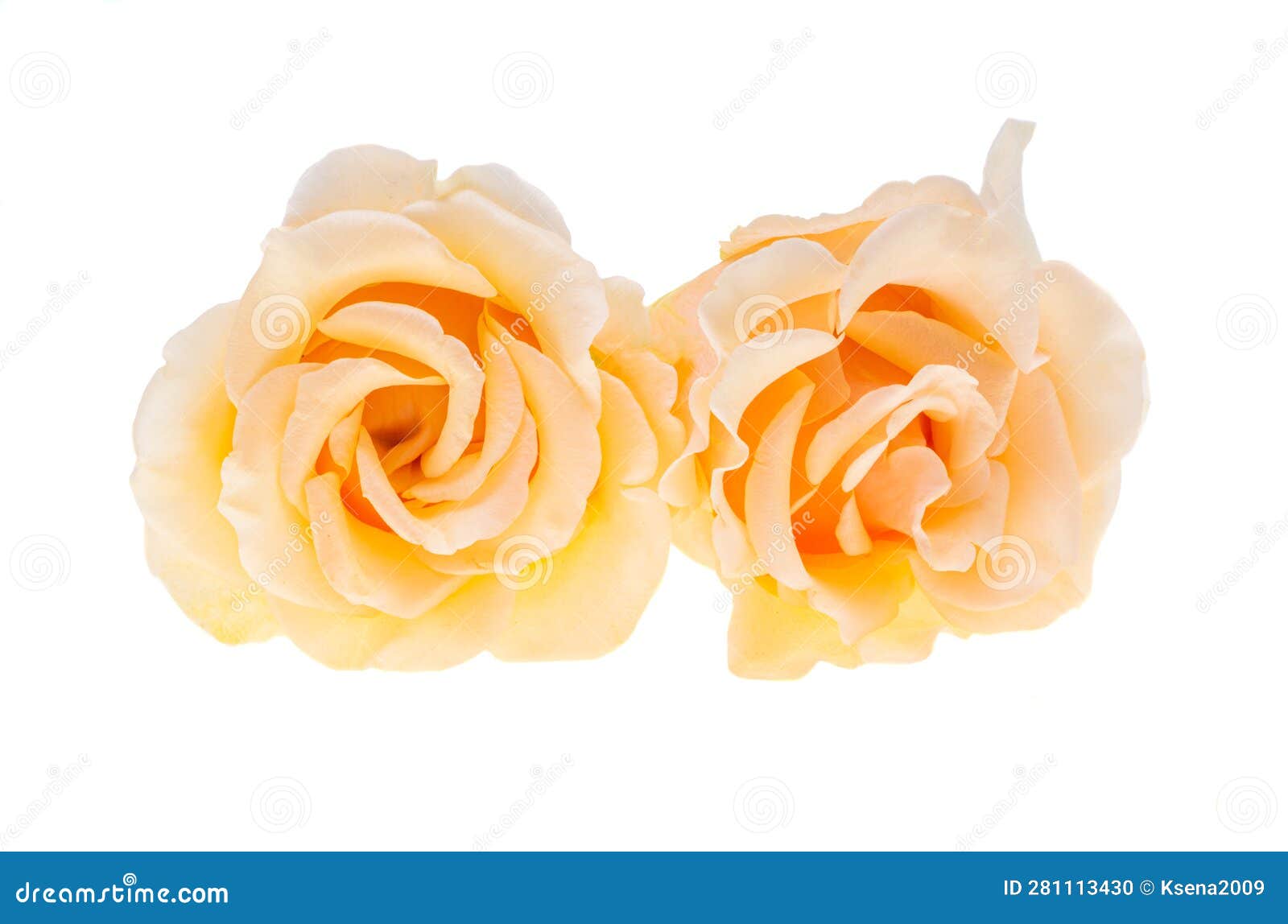 Peach color rose isolated stock photo. Image of bouquet - 281113430