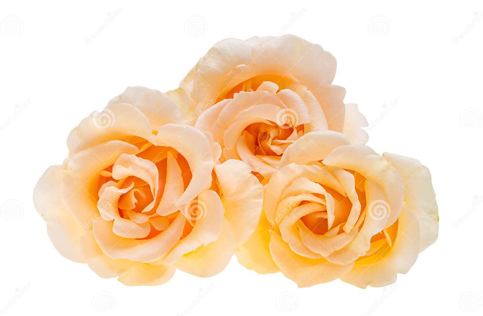 Peach color rose isolated stock image. Image of beauty - 281113431