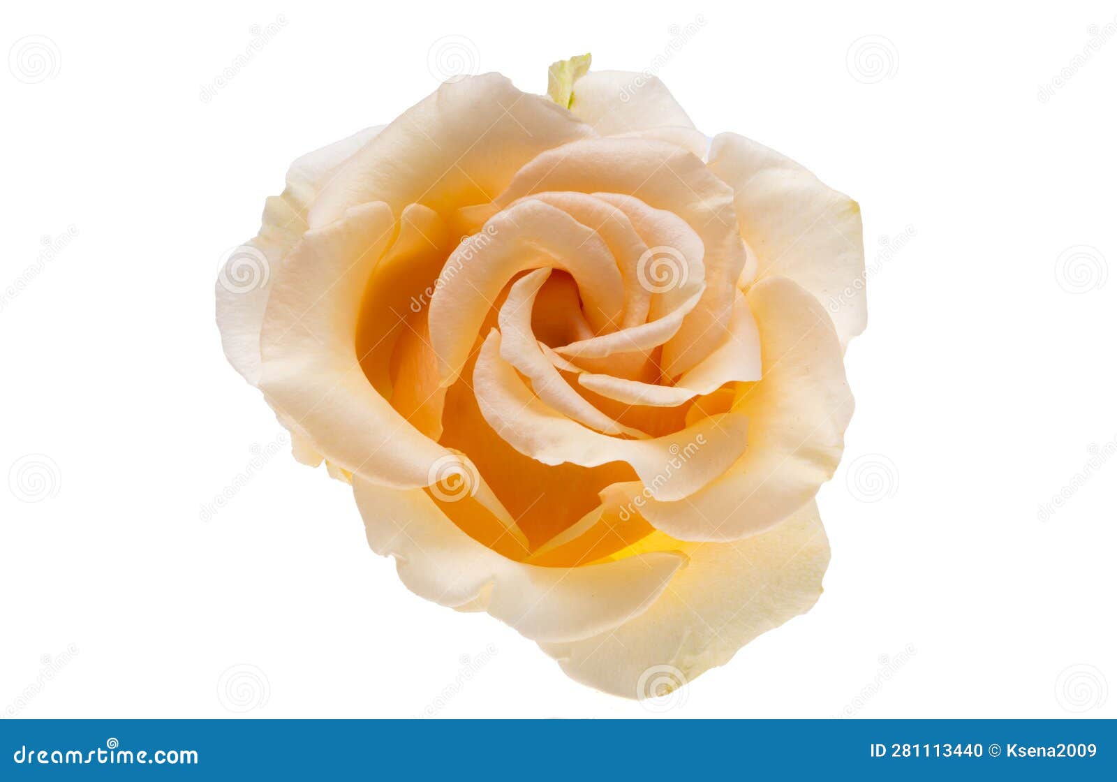 Peach color rose isolated stock photo. Image of nature - 281113440