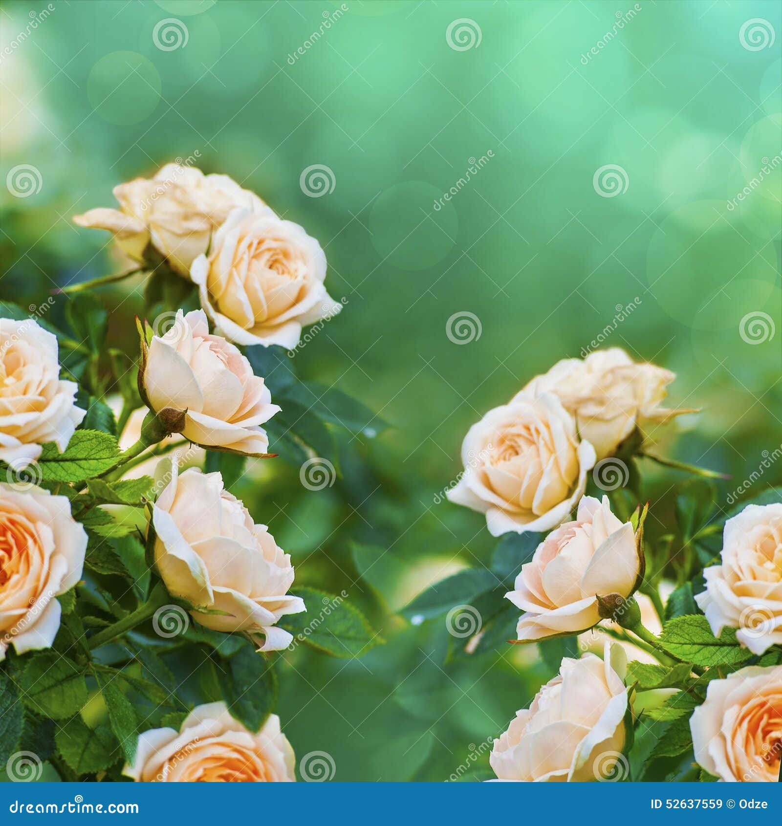 Peach Color Roses Background Stock Image - Image of green, blossom ...