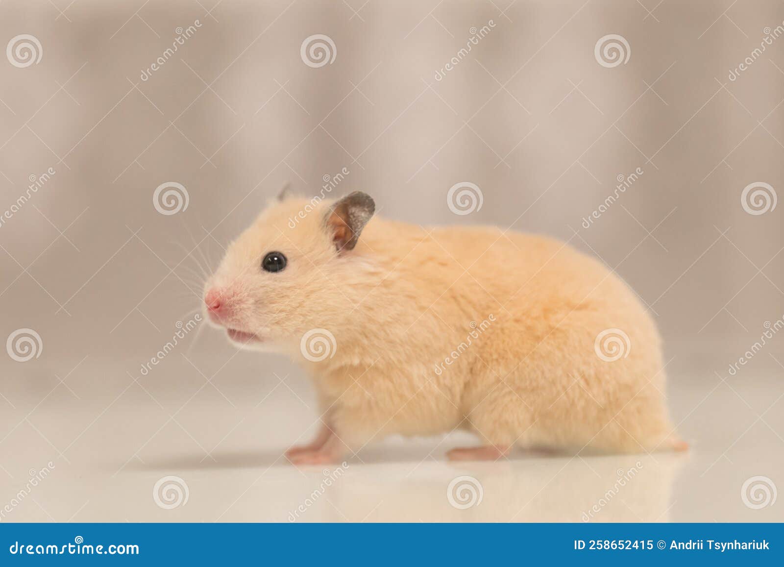 A Peach-colored Hamster Runs Across the Mirrored Table. Stock Image ...