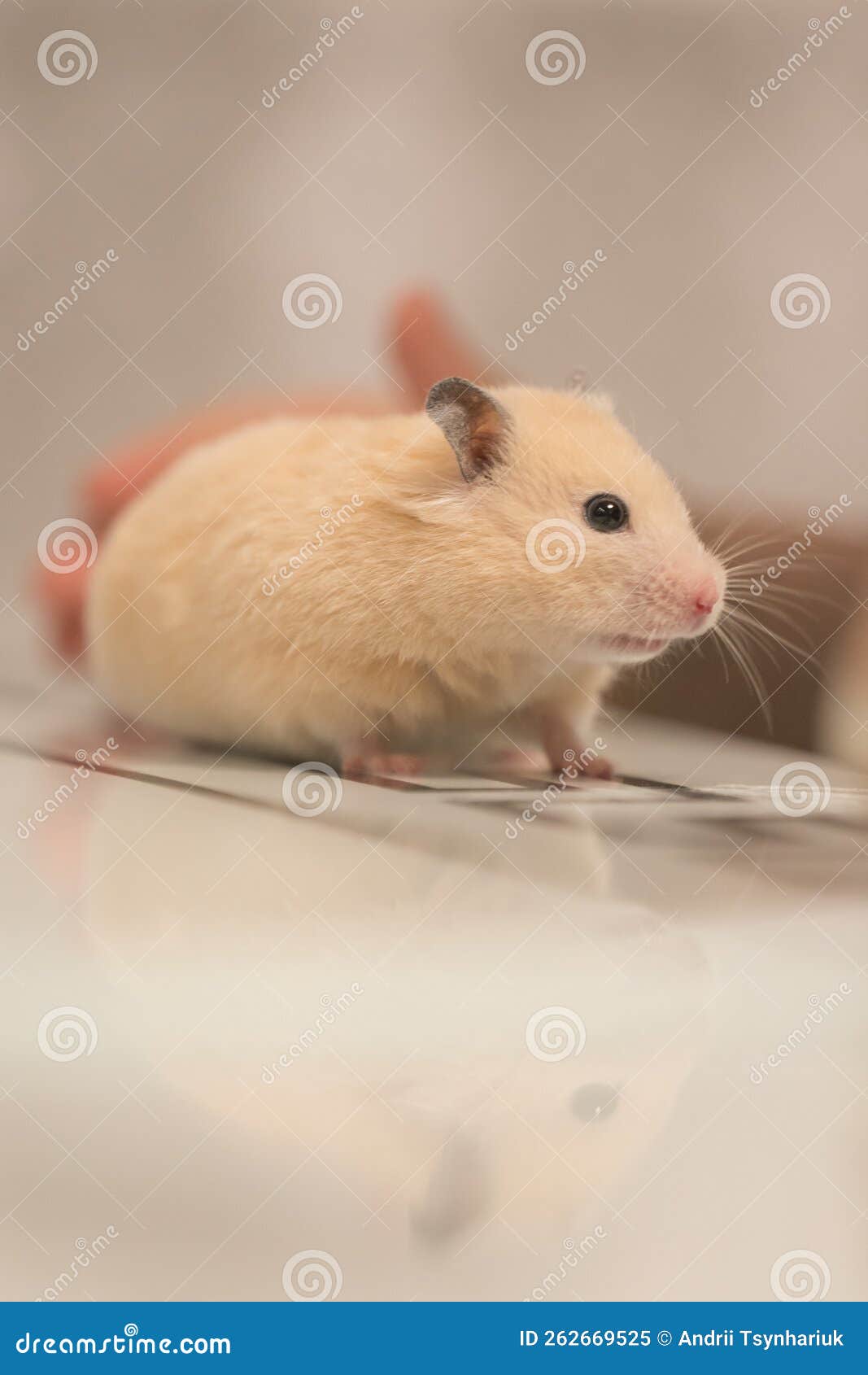 A Peach-colored Hamster Runs Across the Mirrored Table Stock Image ...