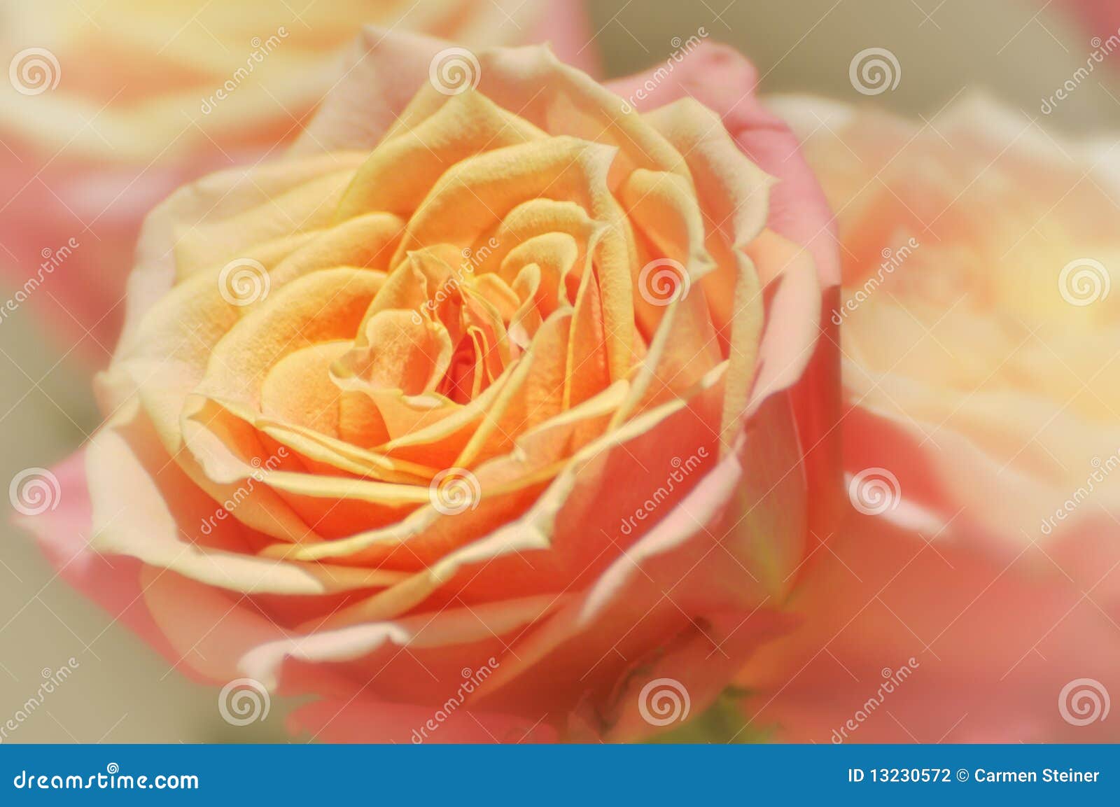 Peach colored rose stock photo. Image of colours, petals - 13230572
