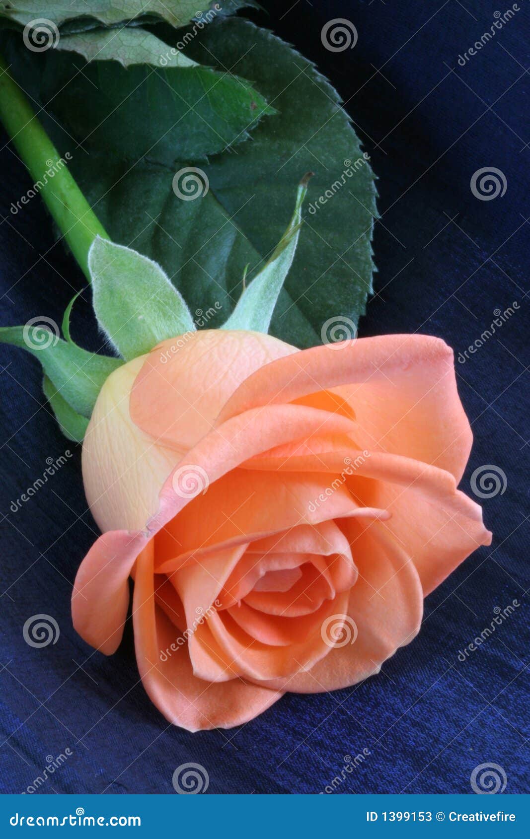 Peach Colored Rose stock image. Image of single, blue - 1399153