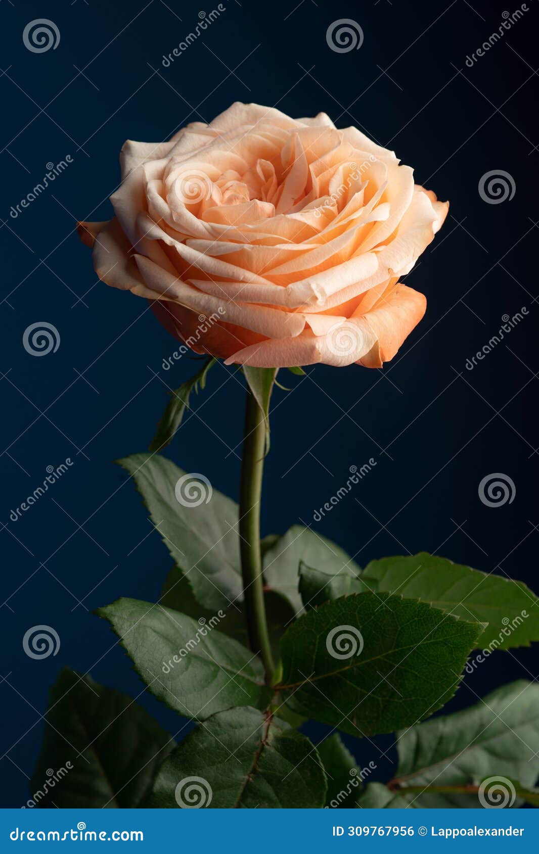 A Peach-colored Rose Blooms Against a Dark Blue Backdrop Stock Photo ...