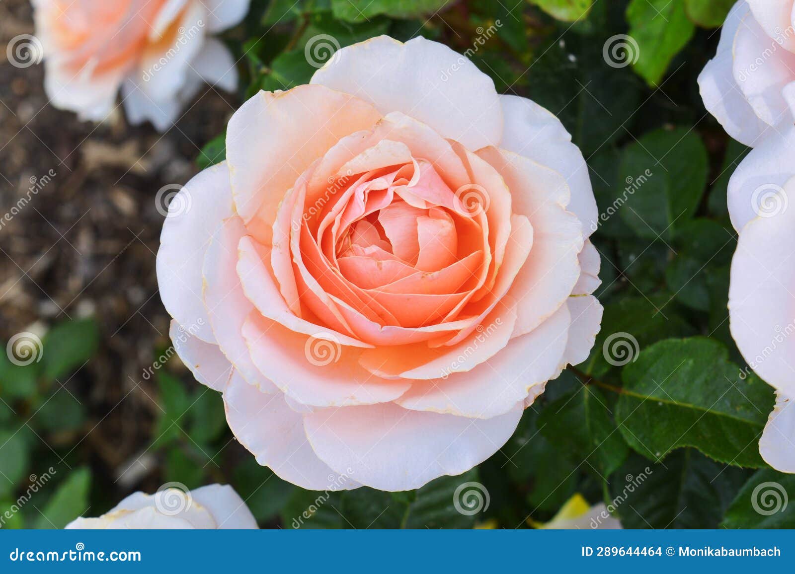 Top View of Full Peach and White Colored Rose Flower in Bloom Stock ...